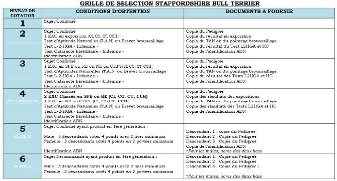 Accueil - Elevage Spirit Of Liberty - eleveur de chiens Staffordshire Bull Terrier